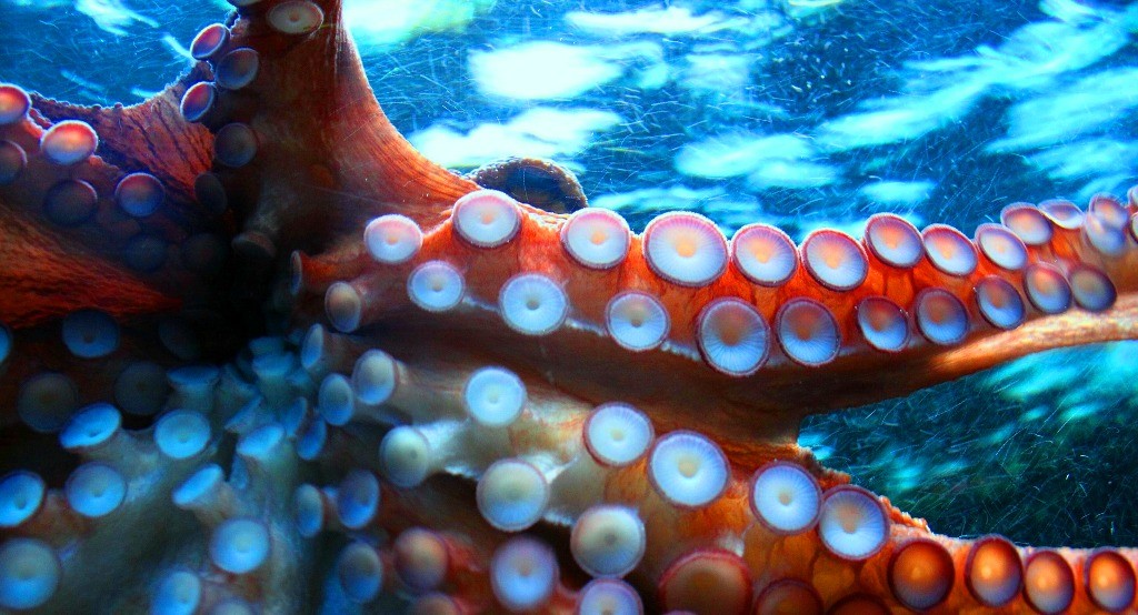 MISMO Blueprint... The Evil Octopus - AppraisersBlogs